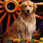 Download Animal Golden Retriever PFP