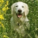 Download Animal Golden Retriever PFP