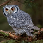 Owl Pfp