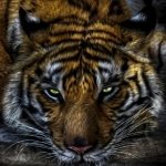 Tiger pfp - Avatar Abyss