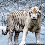 Download Animal White Tiger PFP