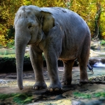 Elephant Pfp
