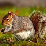 Download Animal Squirrel PFP