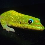 Download Animal Lizard PFP