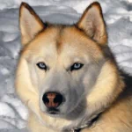 Siberian Husky - Desktop Wallpapers, Phone Wallpaper, PFP, Gifs, and More!