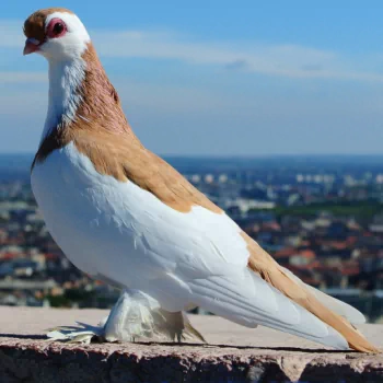 Pigeon PFP