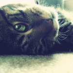 Download Animal Cat PFP