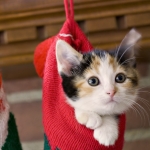 Download Animal Cat PFP