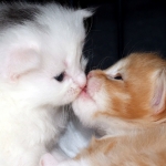 Download Animal Cat PFP