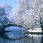 Download Nature Winter PFP - Avatar Abyss