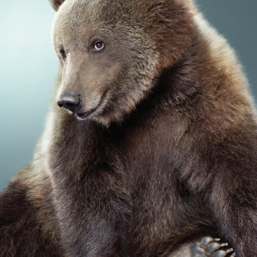 Download Animal Bear PFP