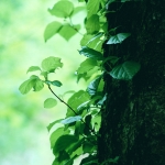 Download Nature Tree PFP