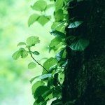 Download Nature Tree PFP