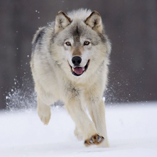 Download Animal Wolf PFP - Avatar Abyss