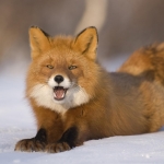 Download Animal Fox PFP