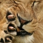 Download Animal Lion PFP