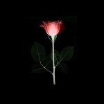Download Nature Flower PFP