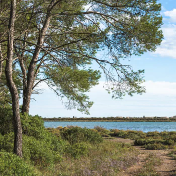 Mountain Climbing PFP