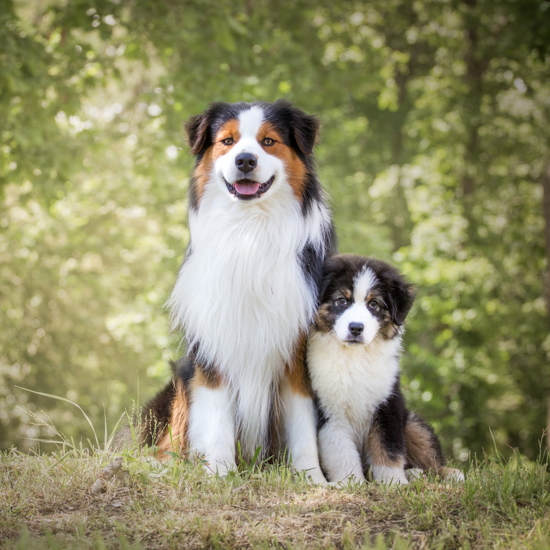 Download Puppy Dog Australian Shepherd Animal PFP