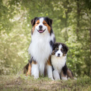 Australian Shepherd PFP