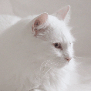 Cat pfp - Avatar Abyss