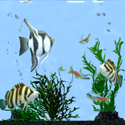 Download Animal Fish PFP