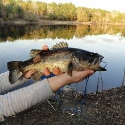 Download Animal Fish PFP