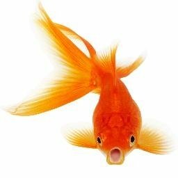 Download Animal Fish PFP