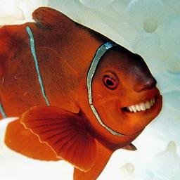 Download Animal Fish PFP