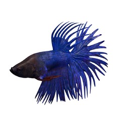 Download Animal Fish PFP