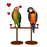 Download Animal Parrot PFP