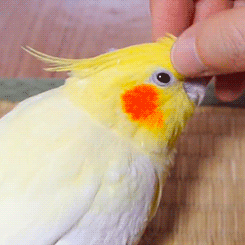 Download Animal Parrot PFP