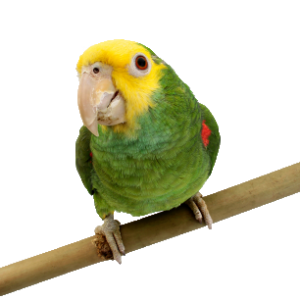 Download Animal Parrot PFP