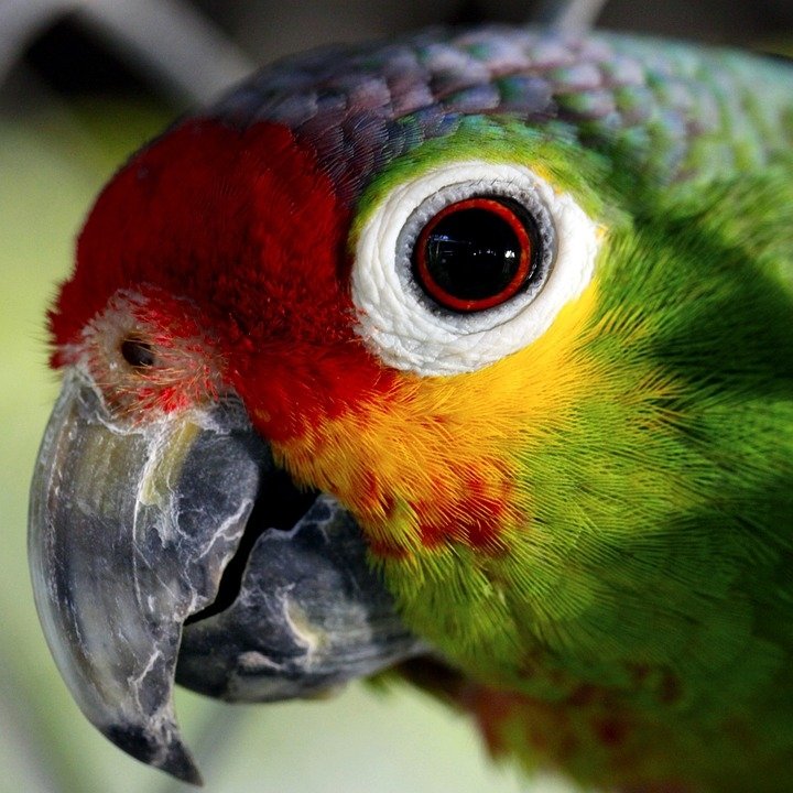 Download Animal Parrot PFP