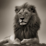 Download Animal Lion PFP