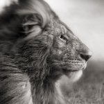 Download Animal Lion PFP
