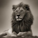 Download Animal Lion PFP