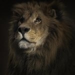 Download Animal Lion PFP