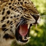 Download Animal Leopard PFP