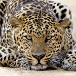 Leopard Pfp