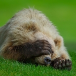 Download Animal Bear PFP