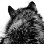 Download Animal Wolf PFP