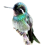 Download Animal Hummingbird PFP