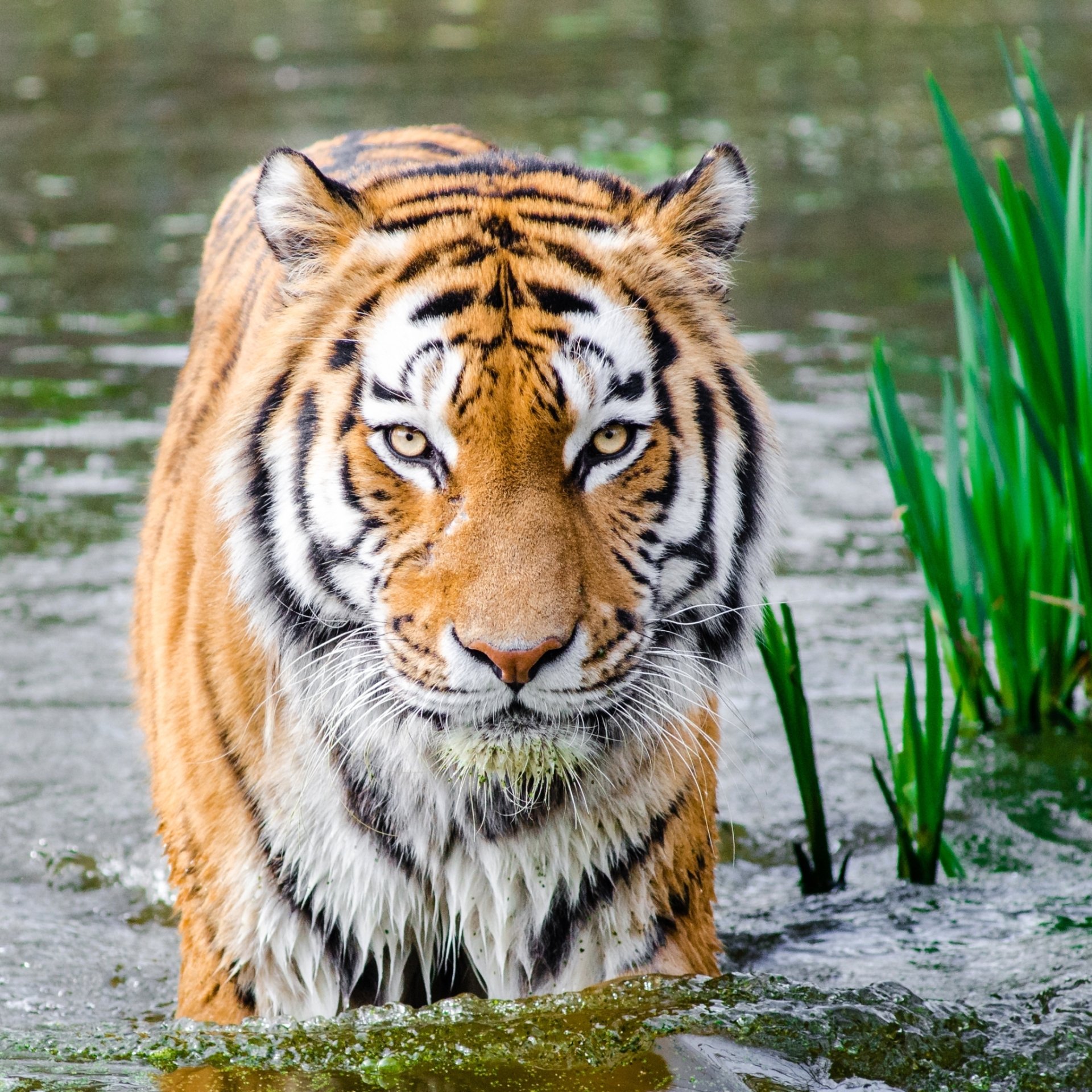 Download Tiger Animal PFP
