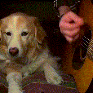 Download Animal Dog PFP