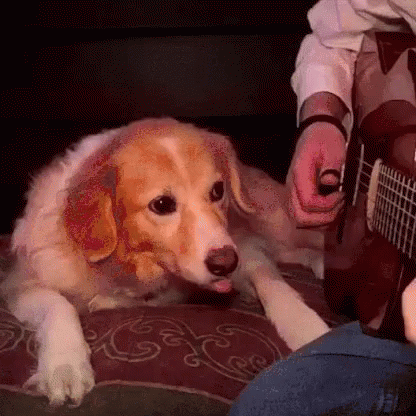Download Animal Dog PFP