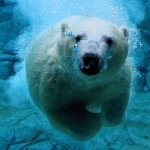 Download Animal Polar Bear PFP