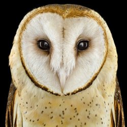 Download Owl Bird Animal PFP - Avatar Abyss