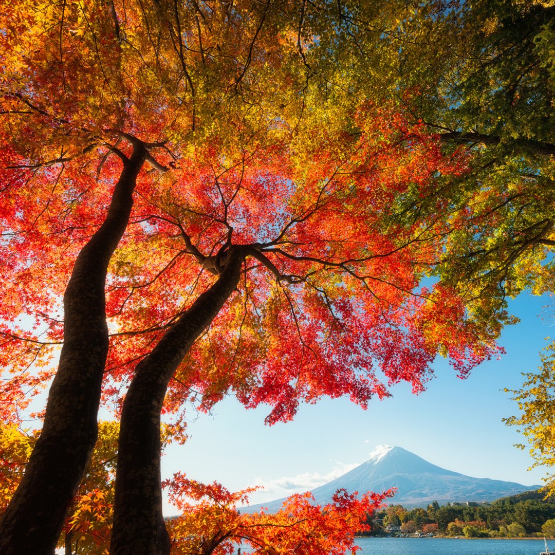 Download Branch Fall Sky Tree Earth Mount Fuji Japan Nature PFP