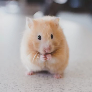 Hamster PFP